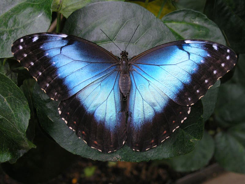 Blue Morpho Butterfly stock image. Image of phenomena - 3098083