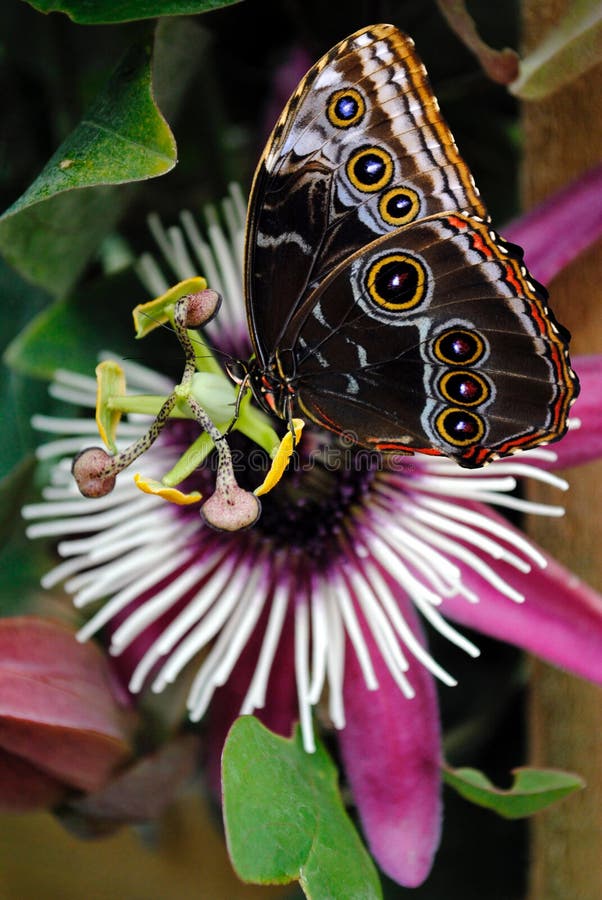 Blue Morpho Butterfly on a Mandevilla Boliviensis Stock Photo - Image ...