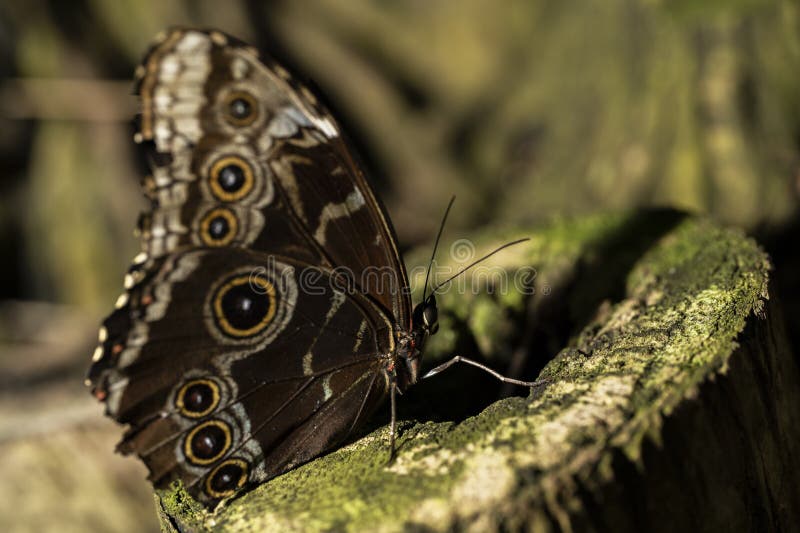 Blue Morpho Butterfly stock image. Image of macro, tropical - 275655761