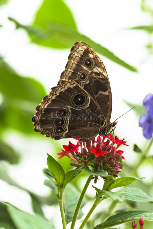 Blue Morpho Butterfly stock image. Image of fauna, close - 32184819