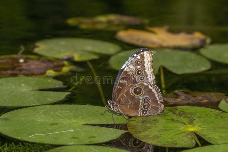 A Blue Morpho Butterfly stock photo. Image of colours - 255611736