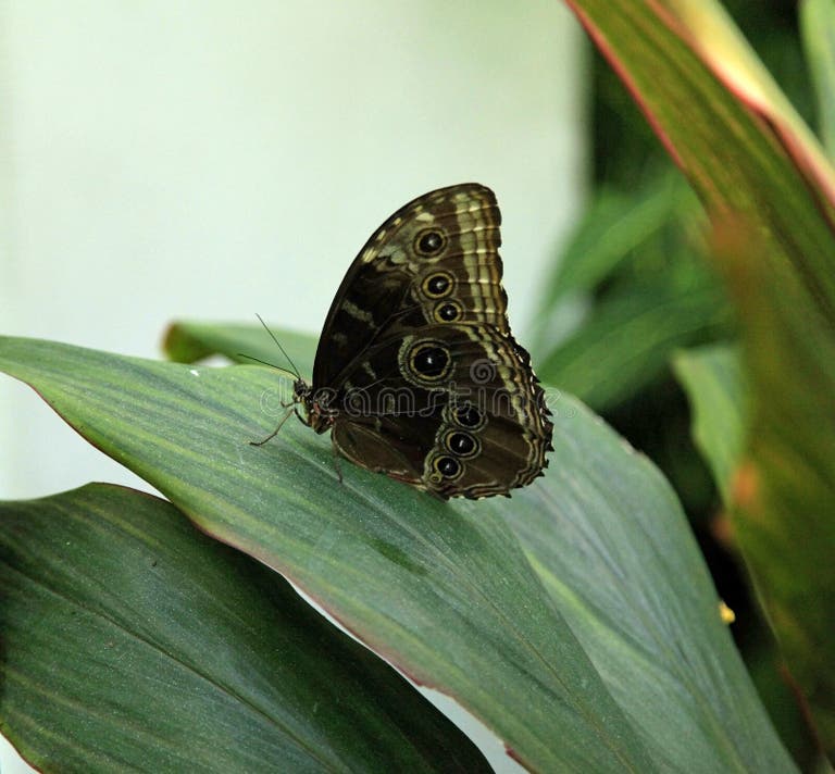 Key West Butterfly Nature Conservatory Coordinates Stock Photos - Free ...
