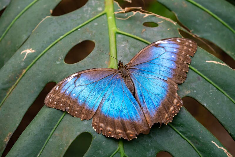 Blue Morpho Butterfly on a Leaf Stock Image - Image of colorful ...