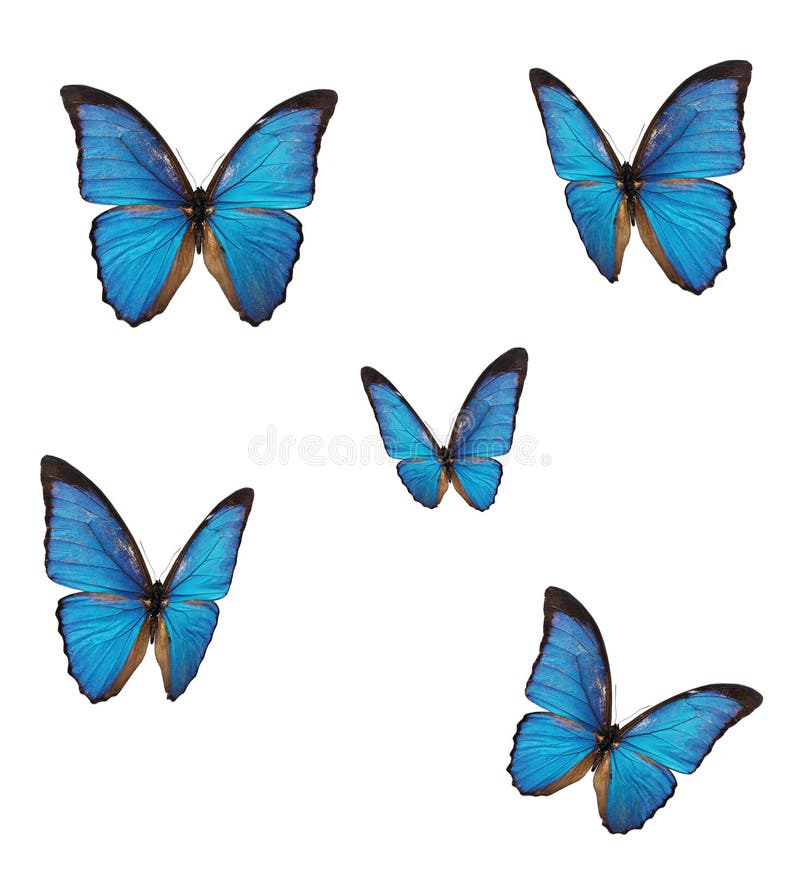 The Blue Morpho Butterfly (Morpho Menelaus) Stock Illustration ...