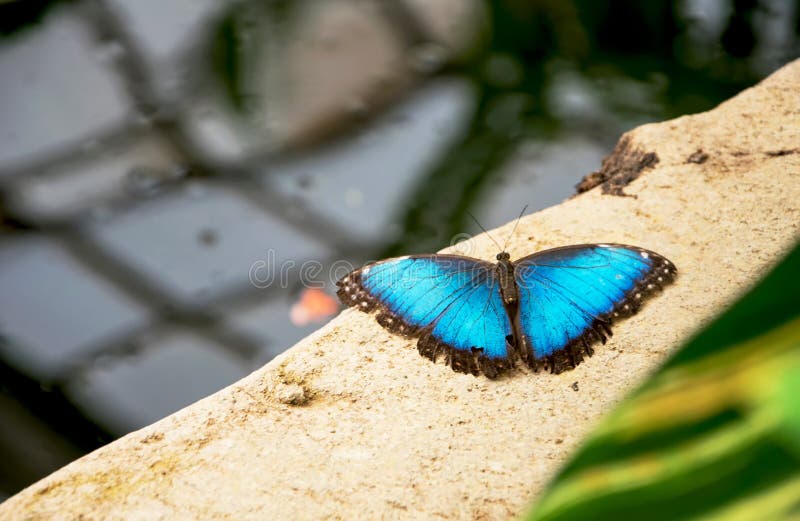 Blue Morpho Butterfly Morpho Peleides Stock Photo - Image of light ...
