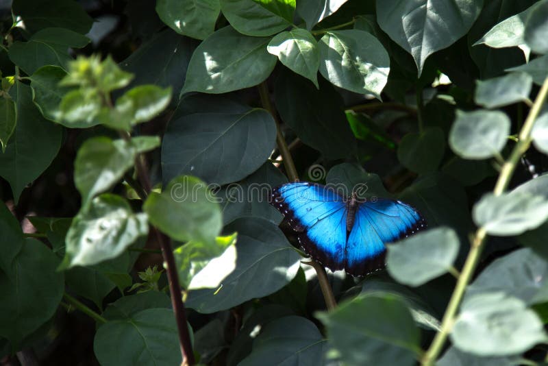 Blue Morpho Butterfly Morpho Peleides Stock Image - Image of ecosystem ...