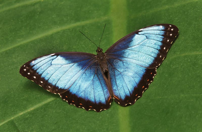 Blue Morpho Butterfly, Morpho Peleides Stock Photo - Image of fauna ...