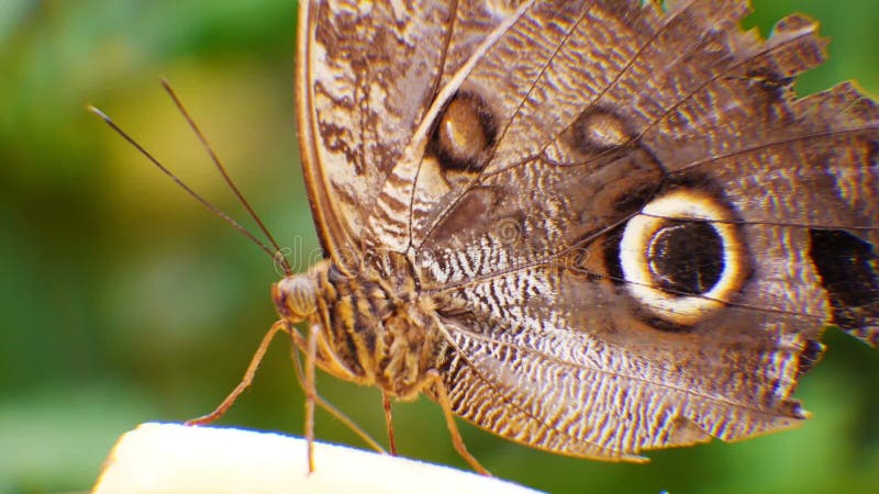Blue Morpho Butterfly on the Ground, Fluttering Around. Under-side and ...