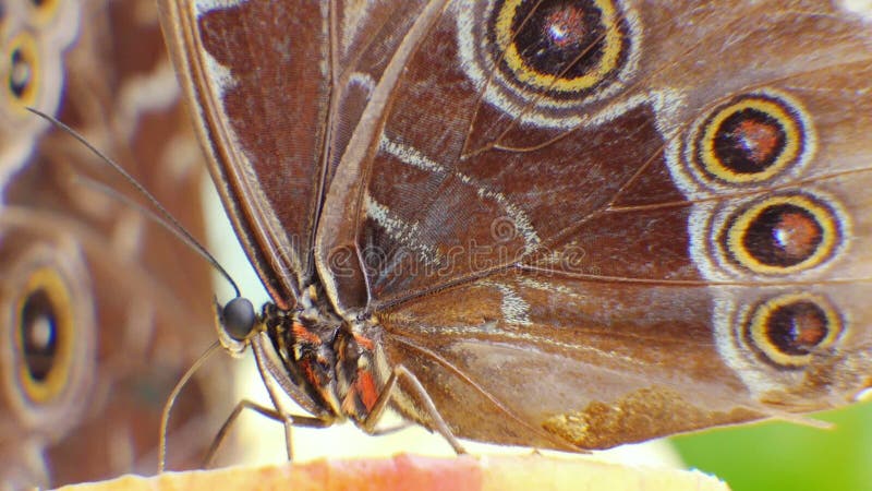 Blue Morpho Butterfly on the Ground, Fluttering Around. Under-side and ...
