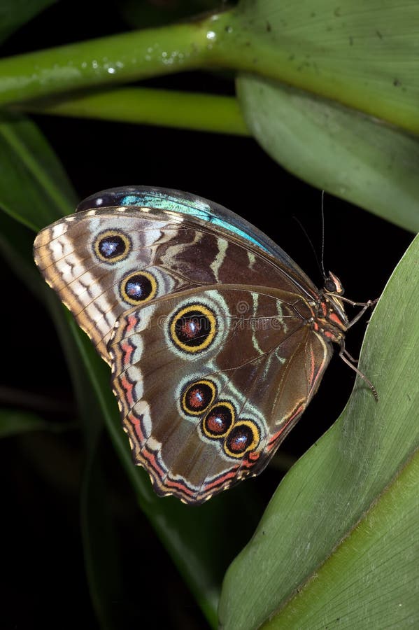 Blue Morpho Butterfly (morpho Peleides) Stock Image - Image of ...