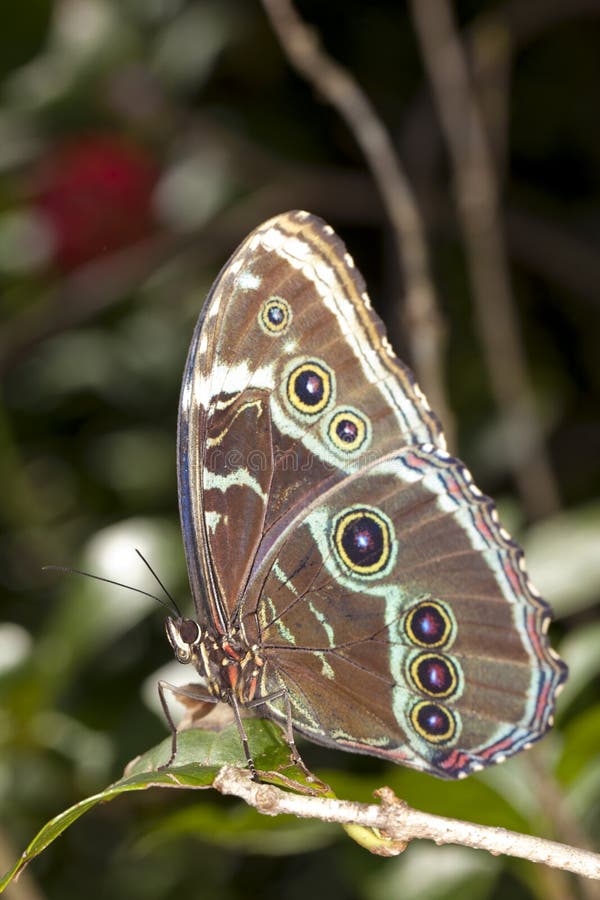Blue Morpho Butterfly (Morpho Peleides) Stock Image - Image of insect ...