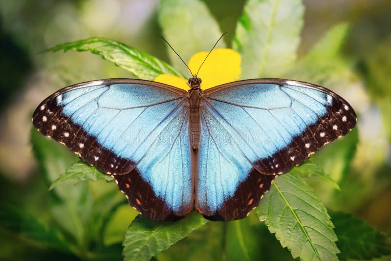 Blue Morpho Butterfly with Open Wings Posing on a Flower Morpho ...