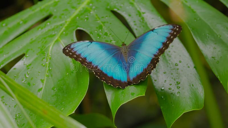 A Blue Morpho Butterfly Opening Its Wings Stock Photo - Image of ...