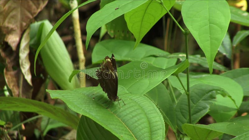 Blue Morpho Butterfly Amazon Rain Forest Stock Video - Video of creek ...