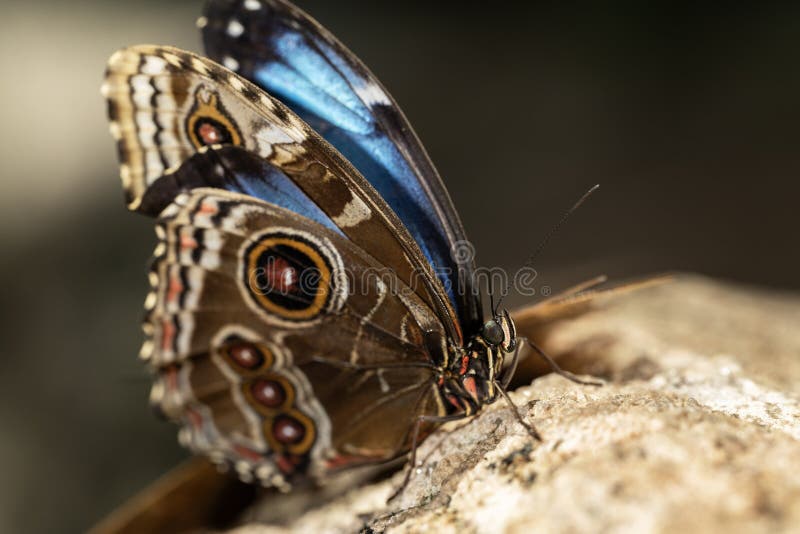 Blue Morpho Butterfly stock photo. Image of closeup - 342223594