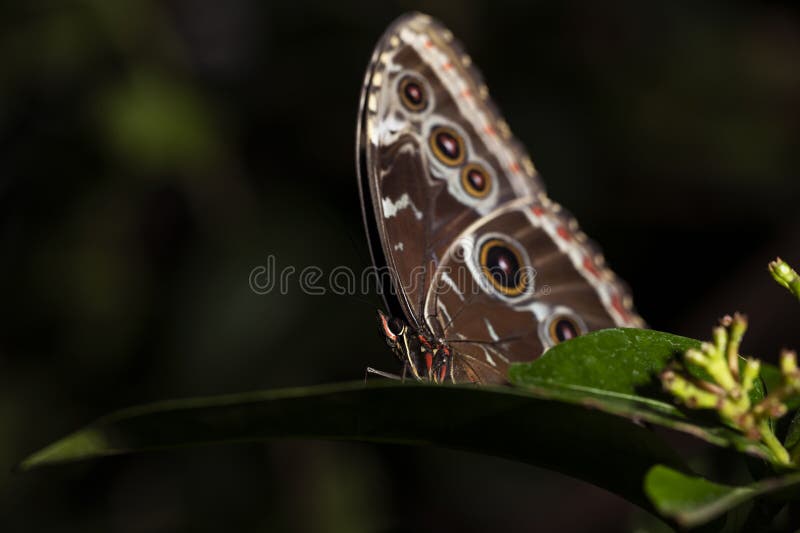 Blue Morpho Butterfly stock photo. Image of nature, rainforest - 269775862