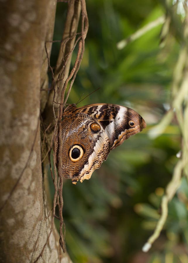 A Blue Morpho Butterfly is Perched on a Tree Trunk with it`s Wings ...