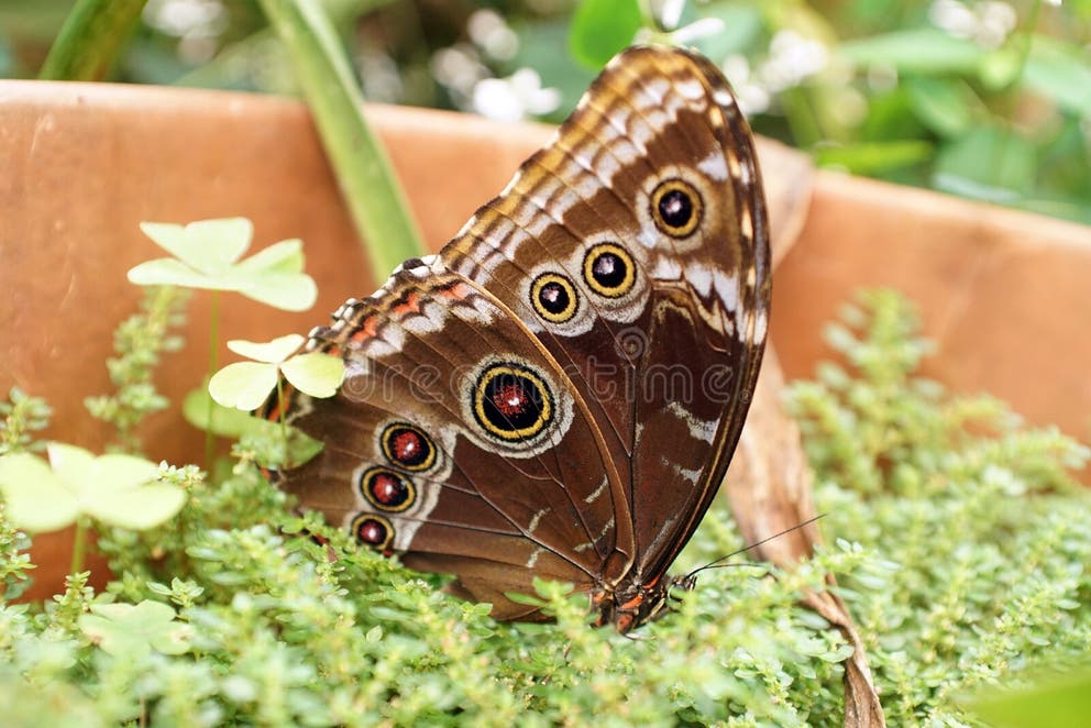 Blue Morpho Butterfly in Mindo, Ecuador Stock Photo - Image of ecuador, mindo: 113617152