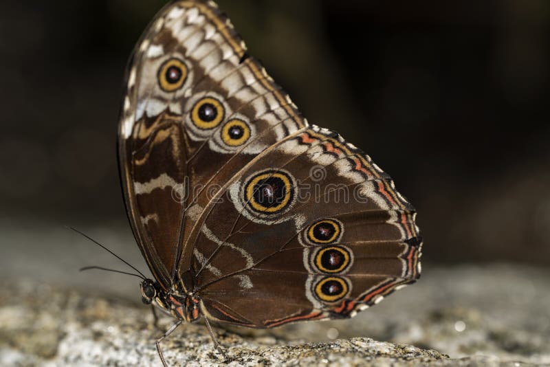 Blue Morpho Butterfly stock image. Image of macro, tropical - 275655761