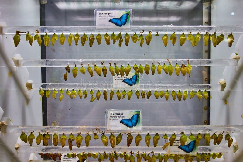Blue Morpho Butterfly Species Chrysalis Hanging on Clear Poles ...