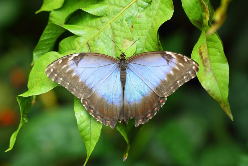 Blue Morpho butterfly stock image. Image of closeup, blue - 40871919