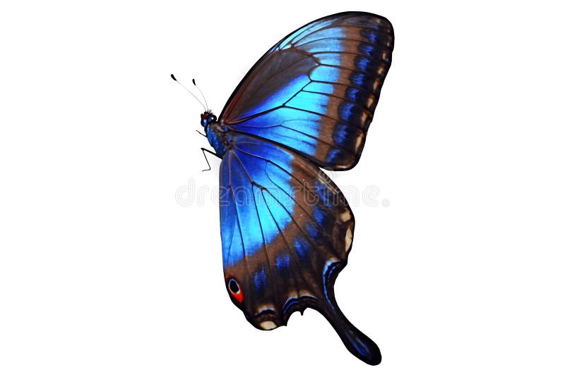 Morpho Png Stock Illustrations – 44 Morpho Png Stock Illustrations ...