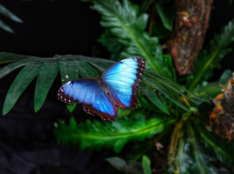 Blue Morpho, Common Morpho or the Emperor Butterfly at Antipa Museum in ...