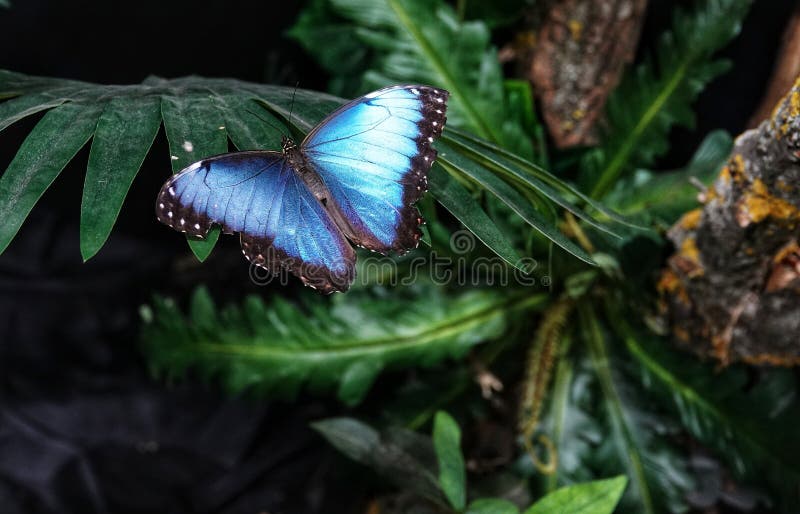 Blue Morpho, Common Morpho or the Emperor Butterfly at Antipa Museum in ...