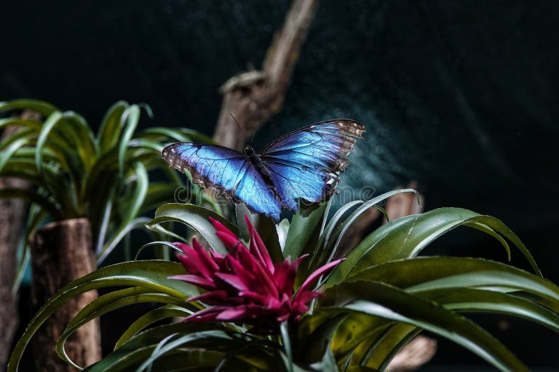 Blue Morpho, Common Morpho or the Emperor Butterfly at Antipa Museum in ...