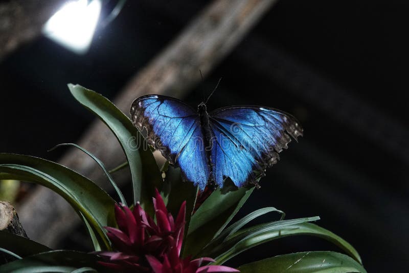 Blue Morpho, Common Morpho or the Emperor Butterfly at Antipa Museum in Bucharest Stock Photo ...