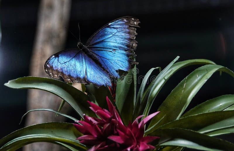 Blue Morpho, Common Morpho or the Emperor Butterfly at Antipa Museum in Bucharest Stock Image ...