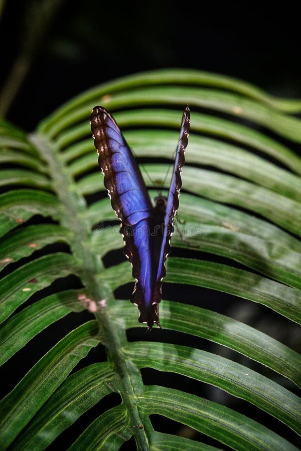 Blue Morpho, Common Morpho or the Emperor Butterfly at Antipa Museum in ...