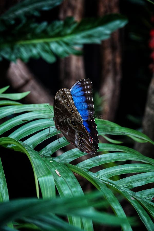 Blue Morpho, Common Morpho or the Emperor Butterfly at Antipa Museum in ...