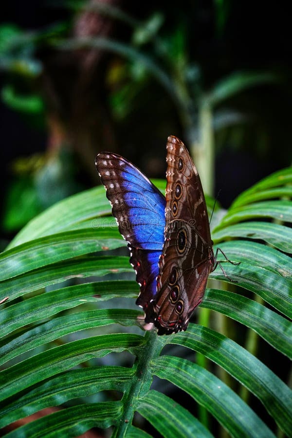 Blue Morpho, Common Morpho or the Emperor Butterfly at Antipa Museum in ...