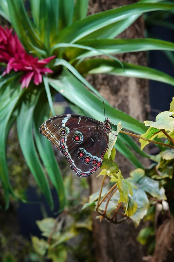 Blue Morpho, Common Morpho or the Emperor Butterfly at Antipa Museum in ...