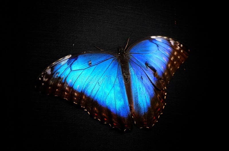 Blue Morpho, Common Morpho or the Emperor Butterfly Stock Image - Image ...
