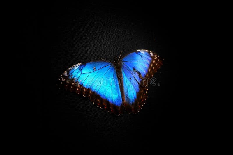 Blue Morpho, Common Morpho or the Emperor Butterfly Stock Image - Image ...
