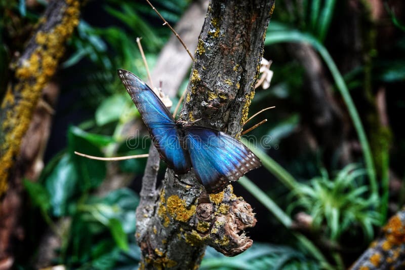 Blue Morpho, Common Morpho or the Emperor Butterfly at Antipa Museum in ...