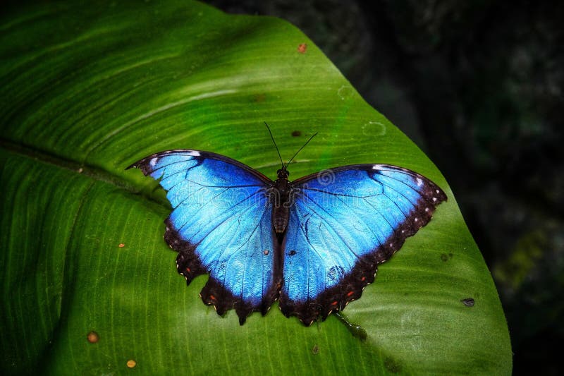 Blue Morpho, Common Morpho or the Emperor Butterfly at Antipa Museum in ...