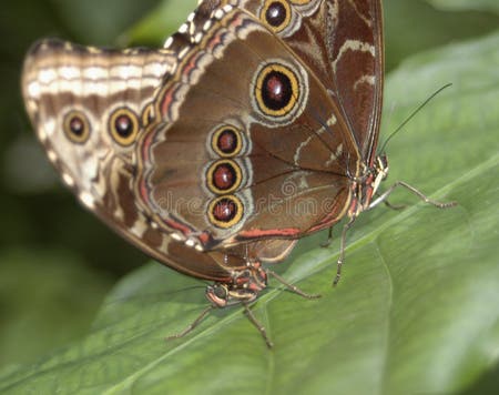 Blue Morpho Mating Butterfly 7007 Stock Photo - Image of morpho ...