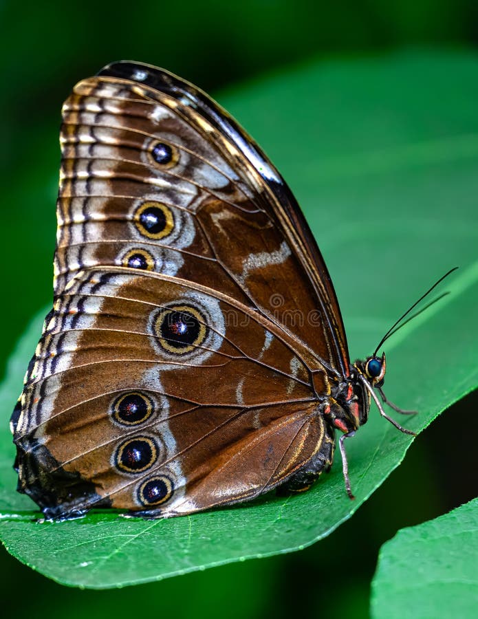 Blue Morpho with Closed Wings Stock Image - Image of beautiful, wing ...