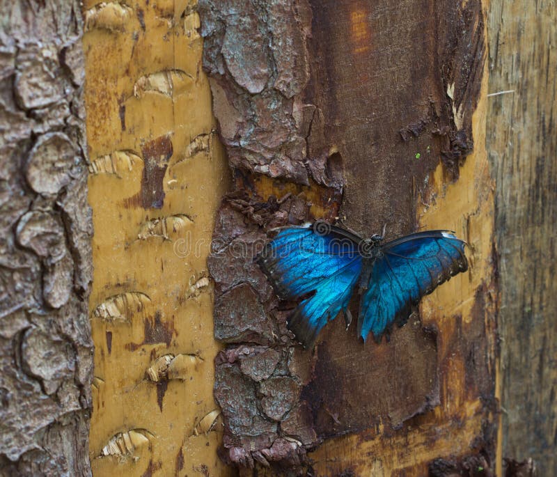 Morpho Blue Morpho Peleides Tree Stock Photos - Free & Royalty-Free ...