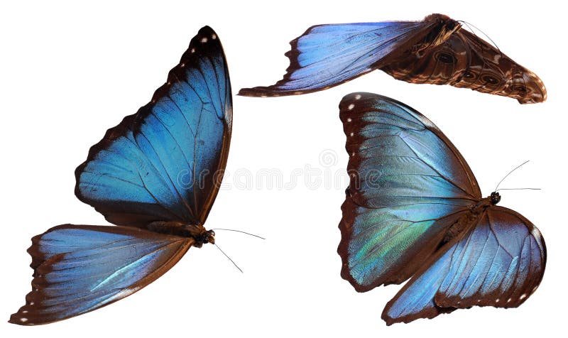 Blue morphos stock image. Image of tropical, floral, plant - 17785563