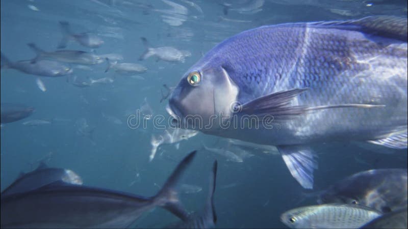 Blue morwong stock footage. Video of valenciennesi, southern - 41150664