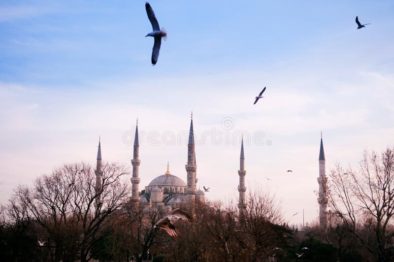 Blue Mosque Istanbul, with Flying Birds in Evening and Tree Stock Image ...