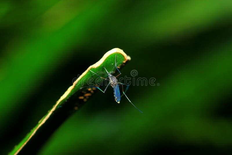 Mosquitoes And Other Harmful Insects Littering Death, Eliminate,. Stock ...