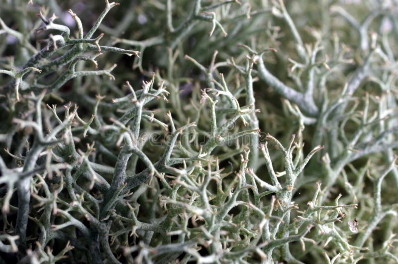 Blue moss stock photo. Image of color, colorful, fresh - 26577724