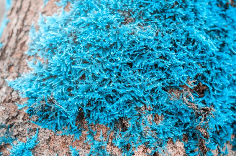Blue Moss in the Forest at the Bottom of the Tree Trunk. Nature ...