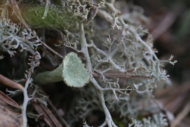 Blue Moss Looking Like Tube Sponge in a Deep Forest. Spring. Macro ...