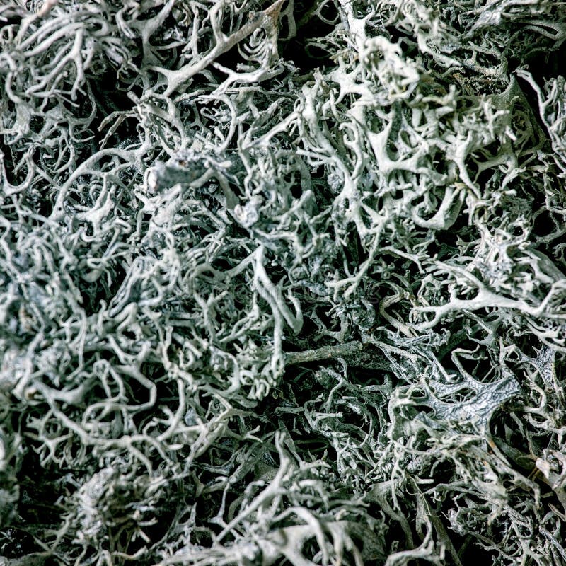 Blue Moss Nature Abstract Background Copy Space Stock Photo - Image of ...